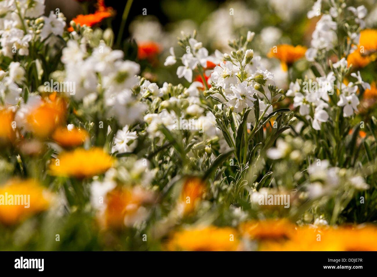 Flowers in Malta Stock Photo - Alamy