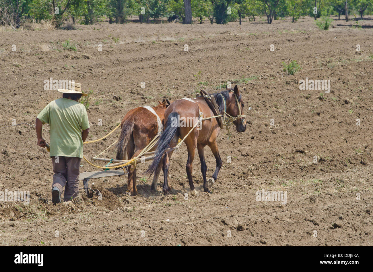 Man ploughing a field using a traditional plough pulled by a horse in ...