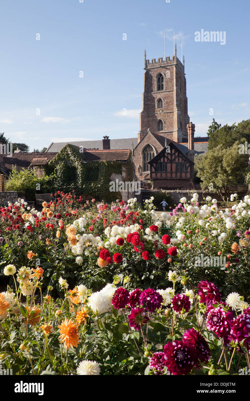 The spire of St George's church, Dunster, with the flower garden in the ...