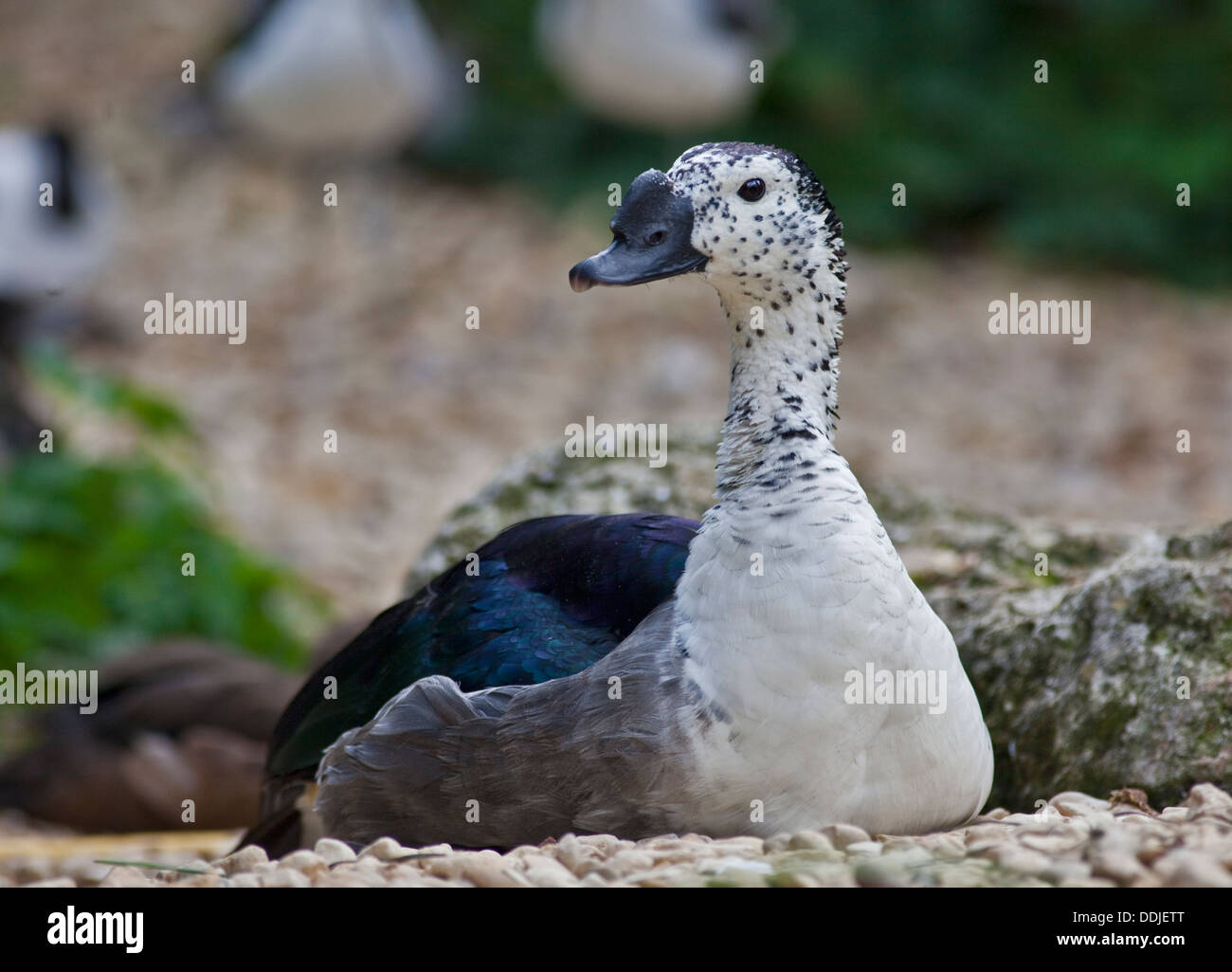 Comb Duck (sarkidiornis melanotos Stock Photo - Alamy