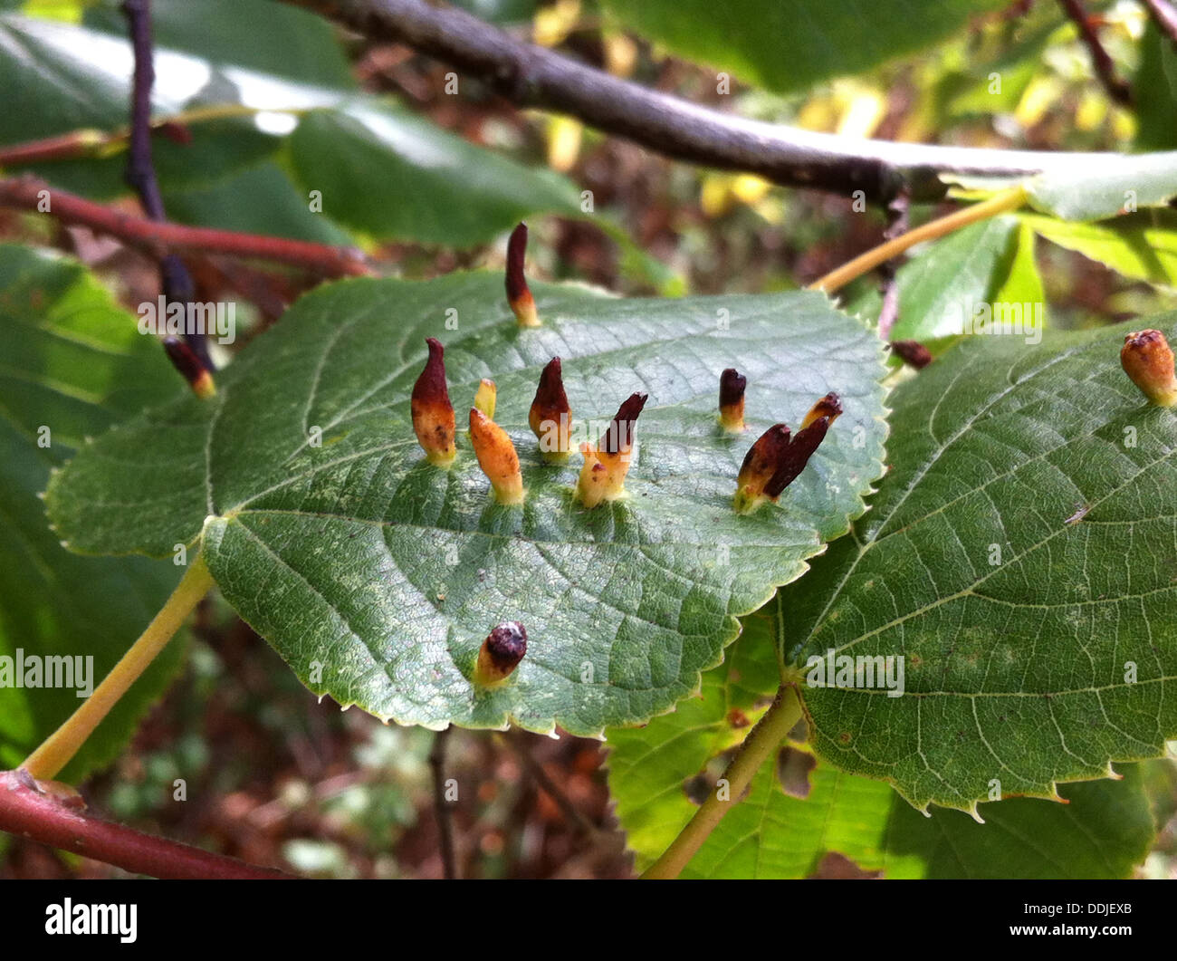 Gall midge hi-res stock photography and images - Alamy
