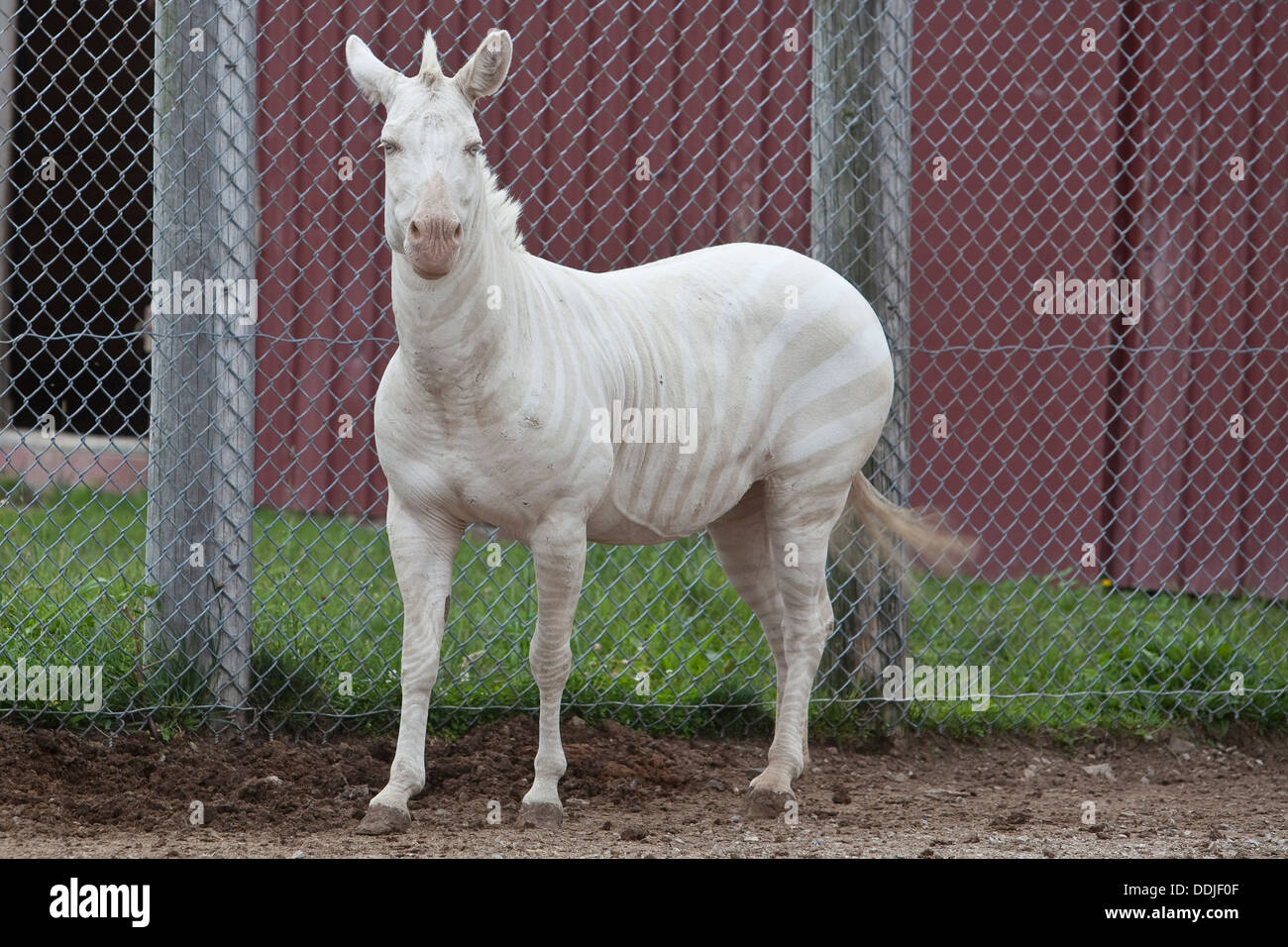 A white zebra walks at the African Safari Wildlife Park in Port Clinton ...