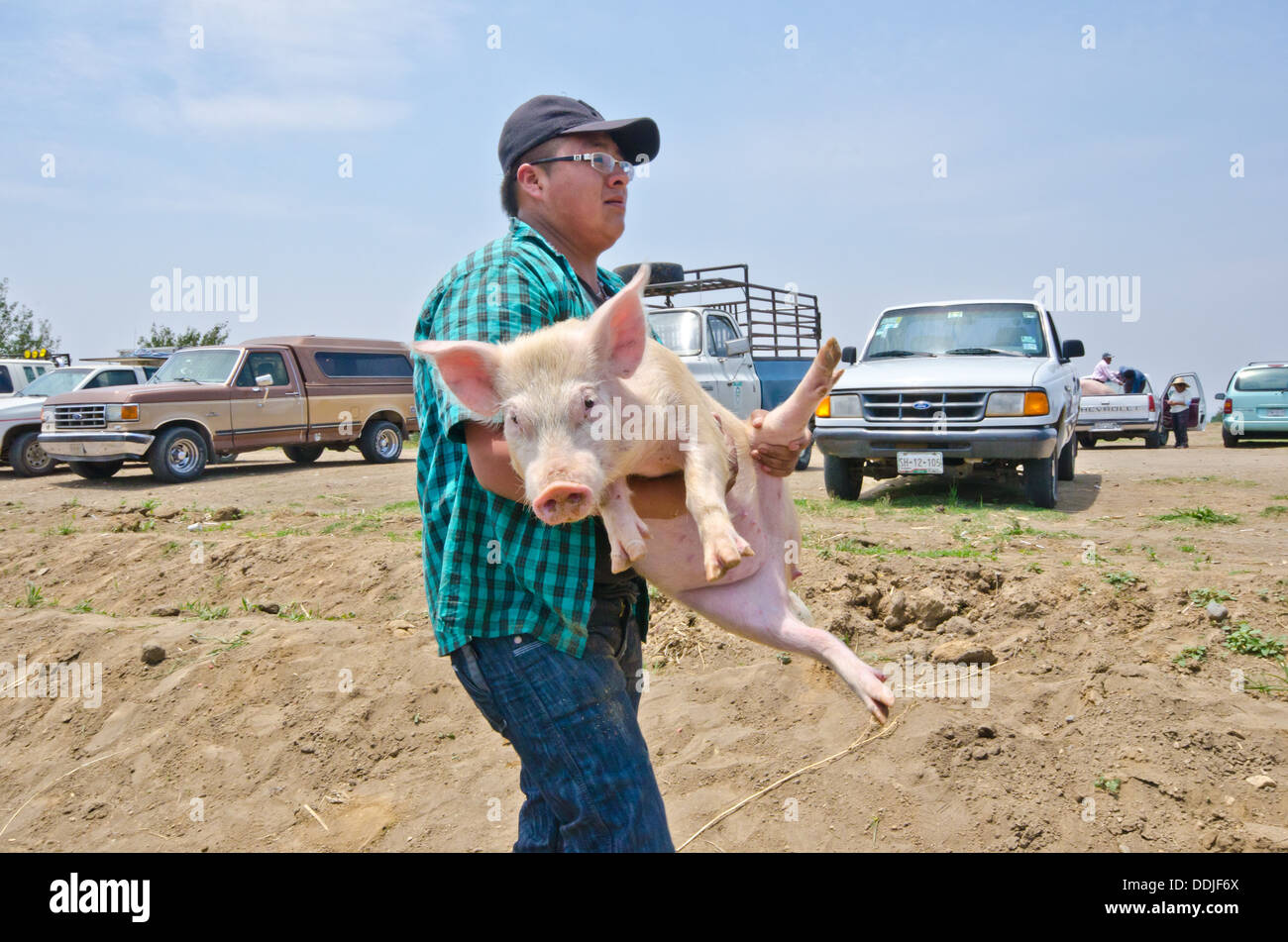 Man carrying a pig on market day in Calpan, Puebla state in Mexico ...