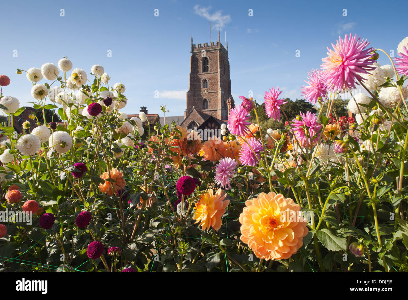 The spire of St George's church, Dunster, with the flower garden in the ...