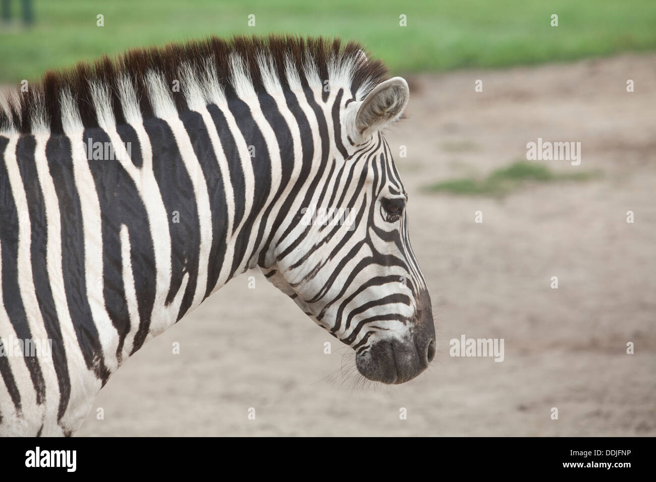 A zebra walks at the African Safari Wildlife Park in Port Clinton, Ohio ...