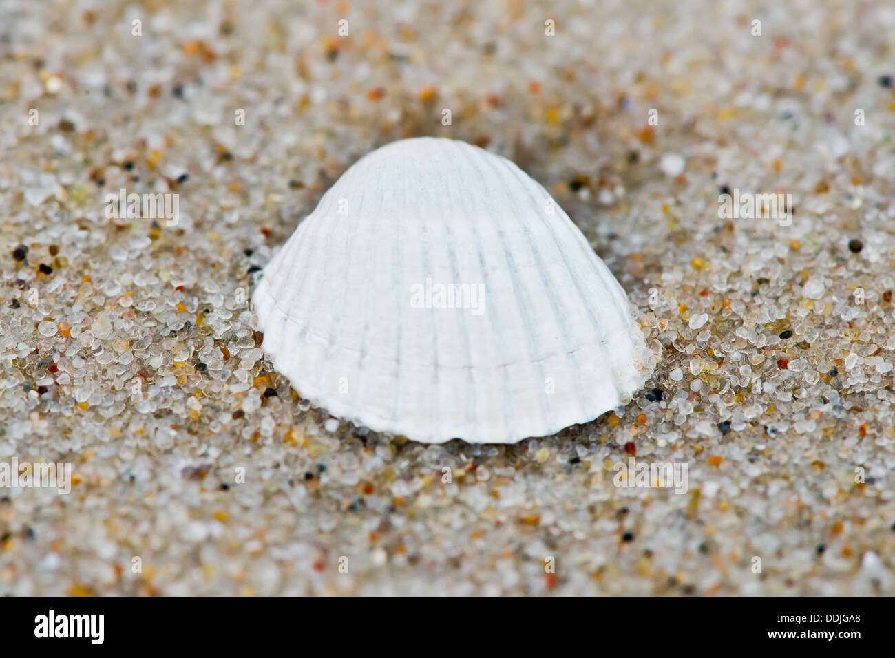 Close-up of a shell lying on the beach Stock Photo - Alamy