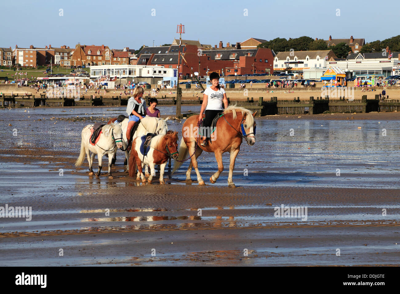 Beach Ponies, horses, Donkeys, Hunstanton beach Norfolk England UK ...