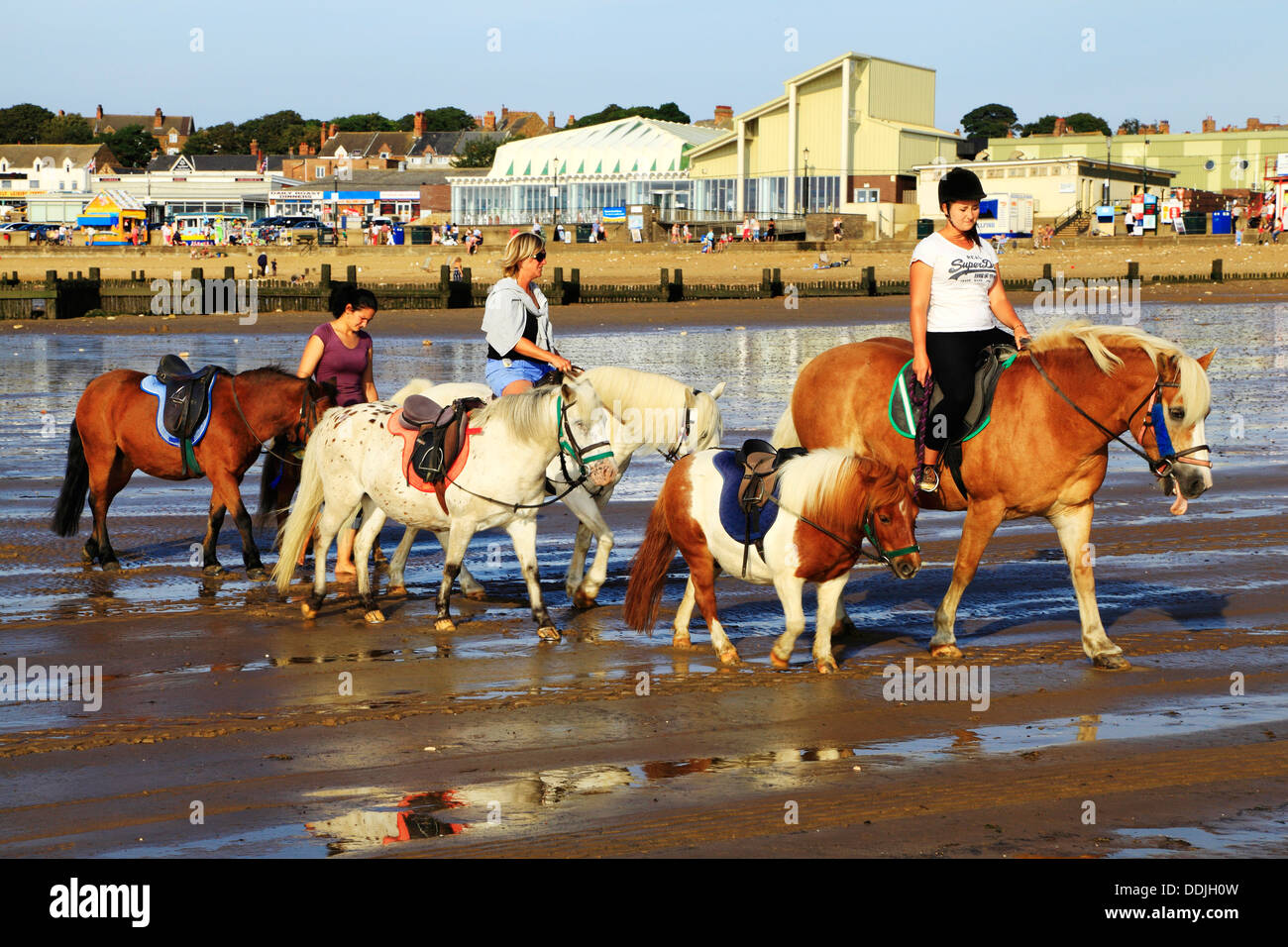 Beach Ponies, horses, Donkeys, Hunstanton beach Norfolk England UK ...