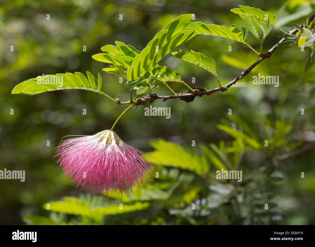 This Pink Powderpuff tree is showing its spring colors. The scientific ...