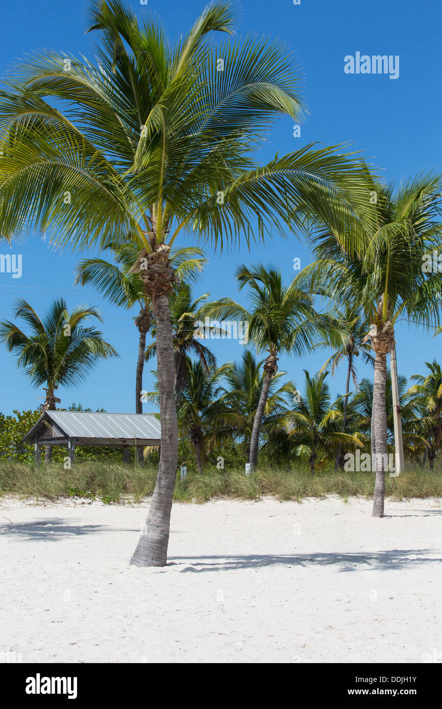 This image shows beautiful palms and white sand beach on the East side ...