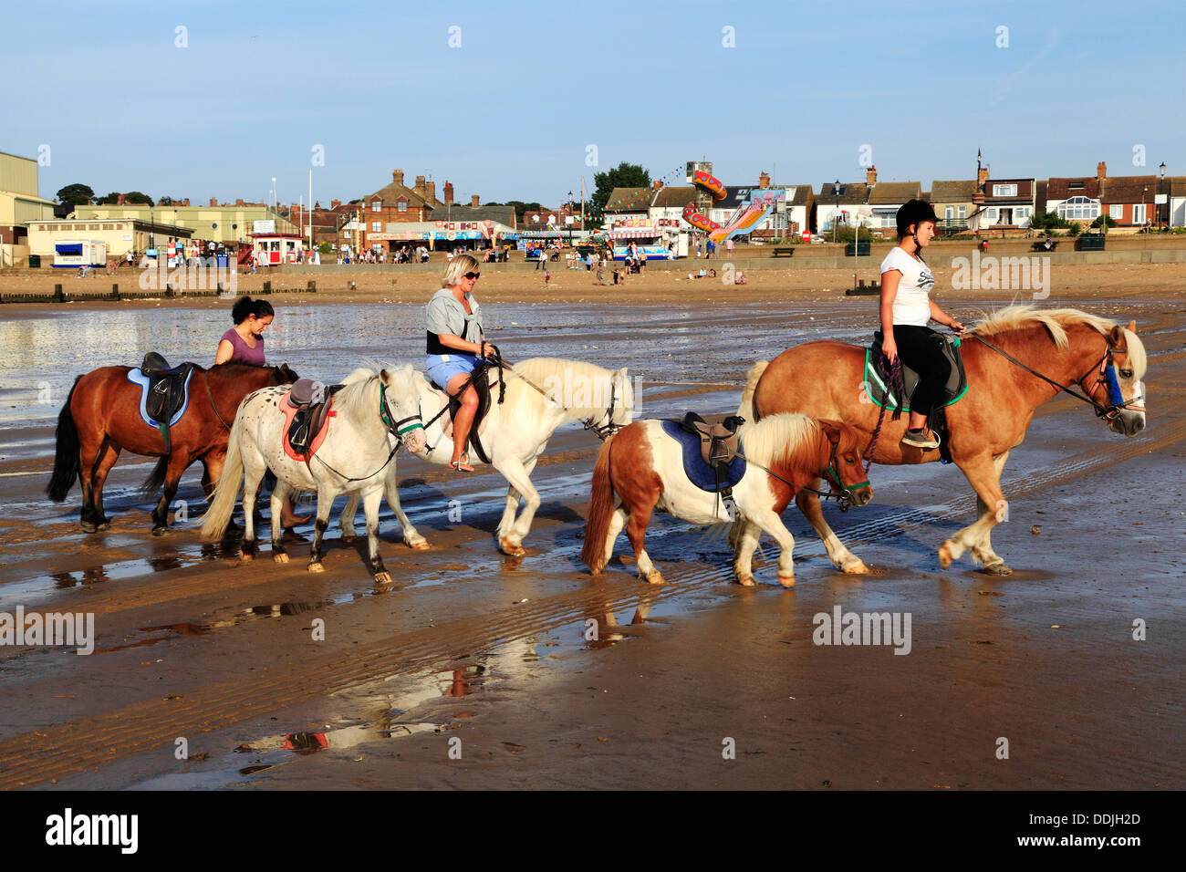 Beach Ponies, horses, Donkeys, Hunstanton beach Norfolk England UK ...