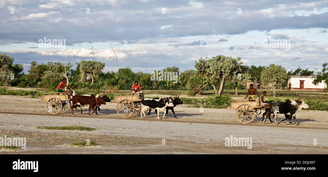 Zebu ox carts hi-res stock photography and images - Alamy