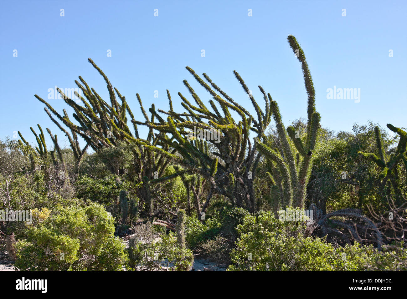 Madagascar spiny forest hi-res stock photography and images - Alamy