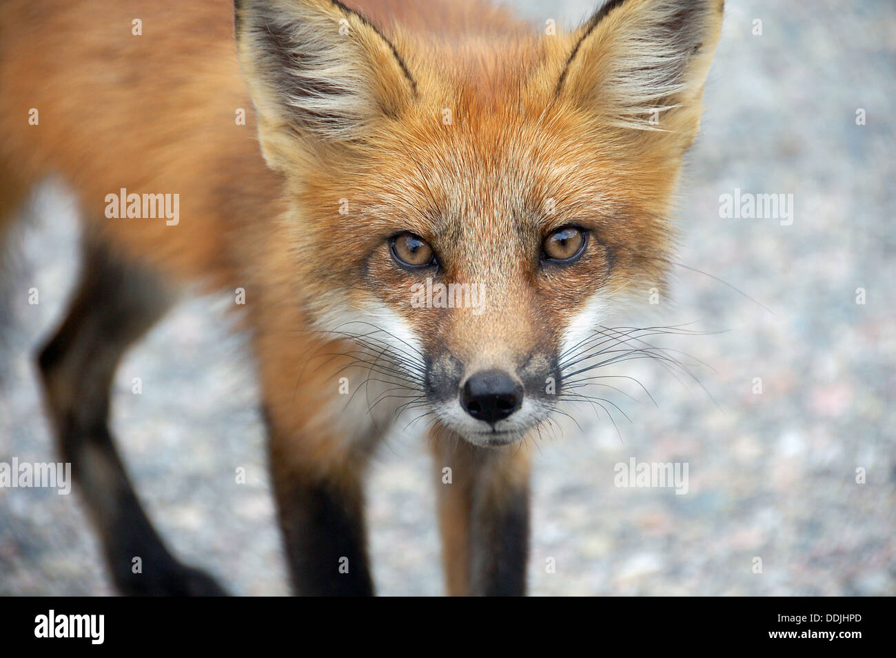 Wildlife canada face hi-res stock photography and images - Alamy