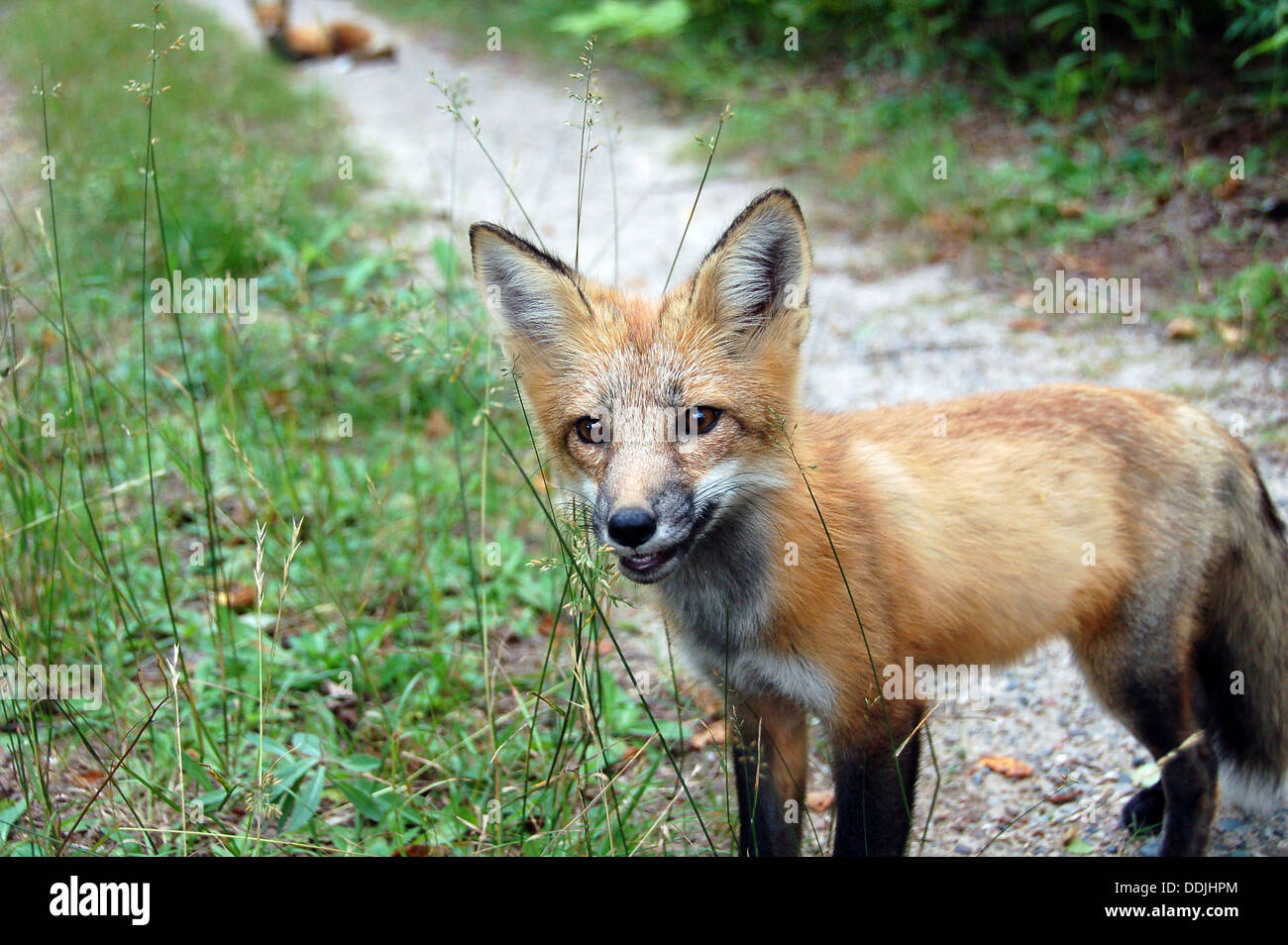 Wild red fox, near Elliot Lake, Ontario Stock Photo - Alamy