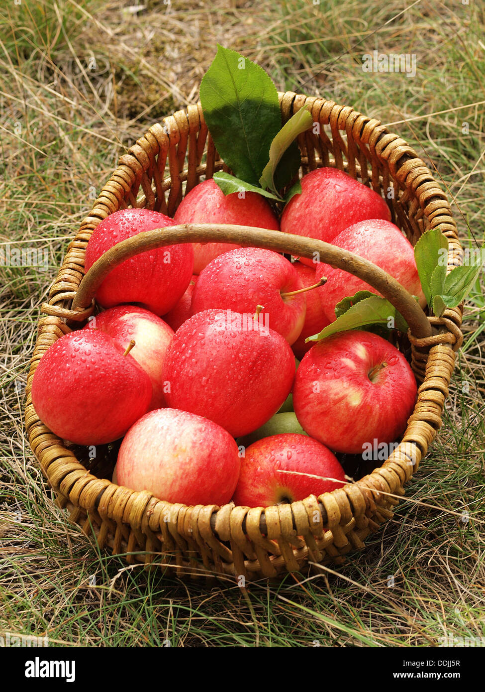 Fresh apples in the basket Stock Photo - Alamy