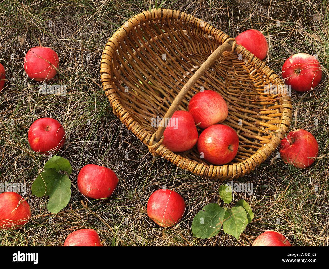 Fresh apples in the basket Stock Photo - Alamy
