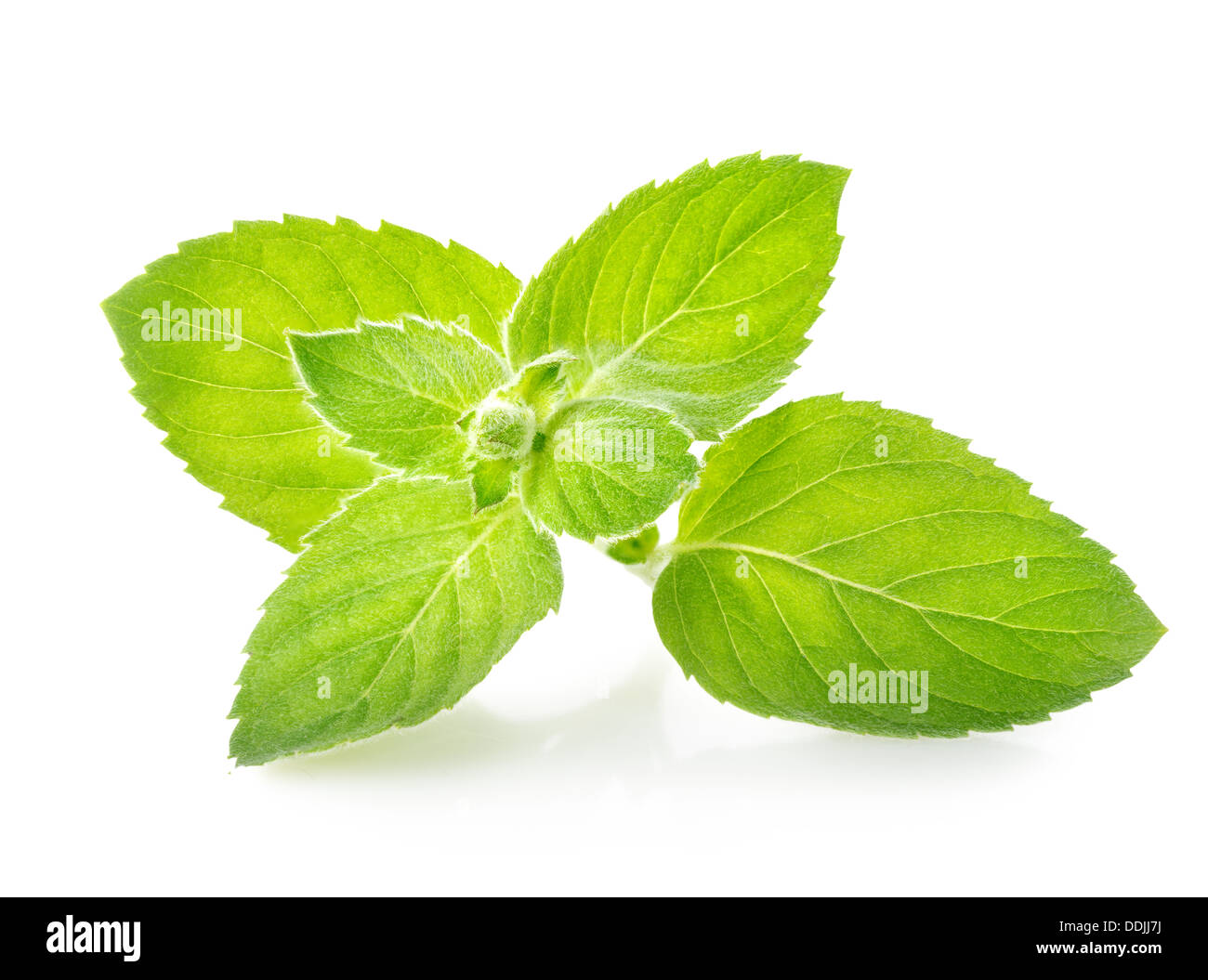 Small mint leaf hi-res stock photography and images - Alamy