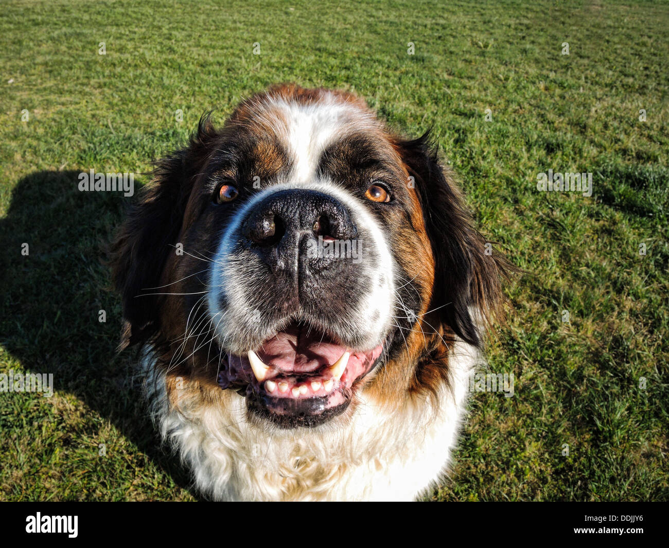 Close-up of St Bernard's face looking at camera Stock Photo - Alamy