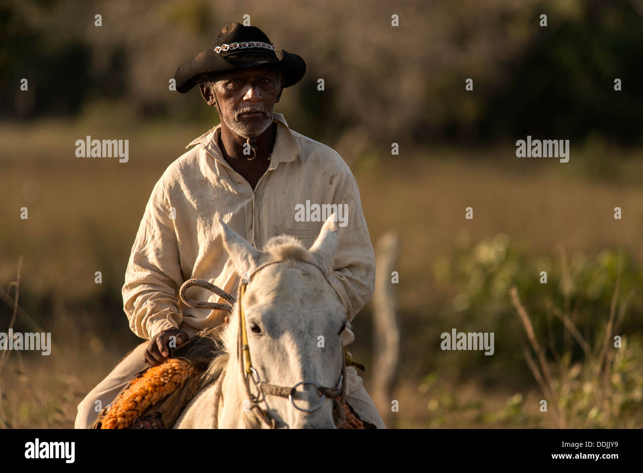 Brazilian cowboy leading herd of cows along the Transpantaneira road to ...