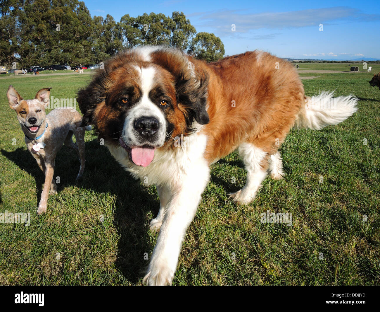 Golden St Bermastiff