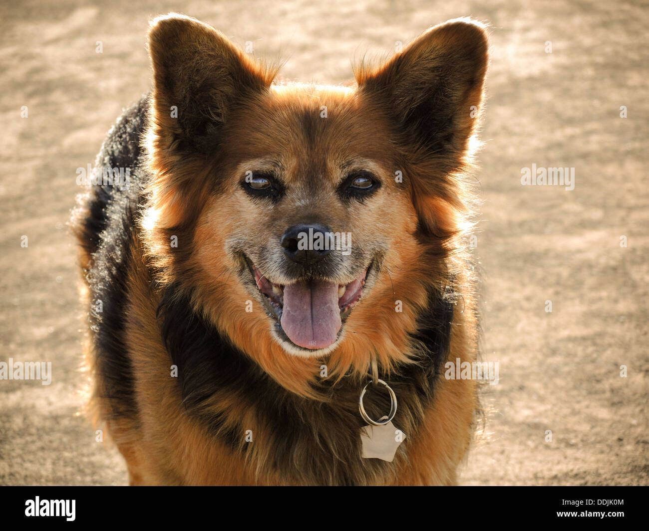 Cute dog looking at camera Stock Photo - Alamy