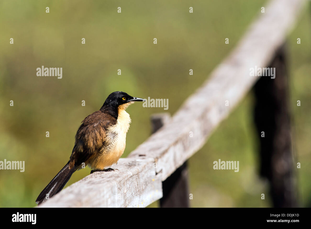 Mocking trush hi-res stock photography and images - Alamy