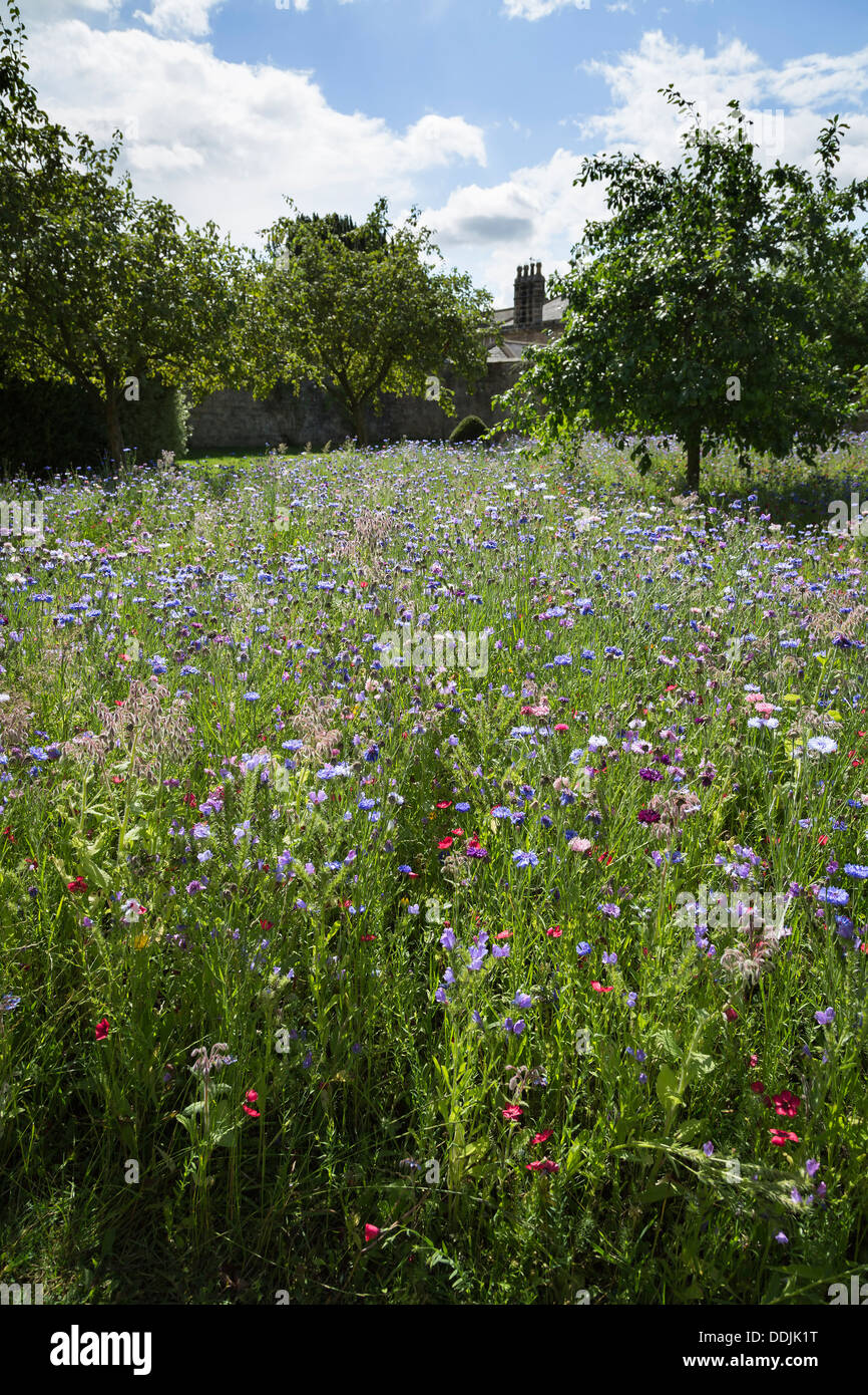 Wild flower meadow Ripley Castle, Yorkshire, England Stock Photo - Alamy