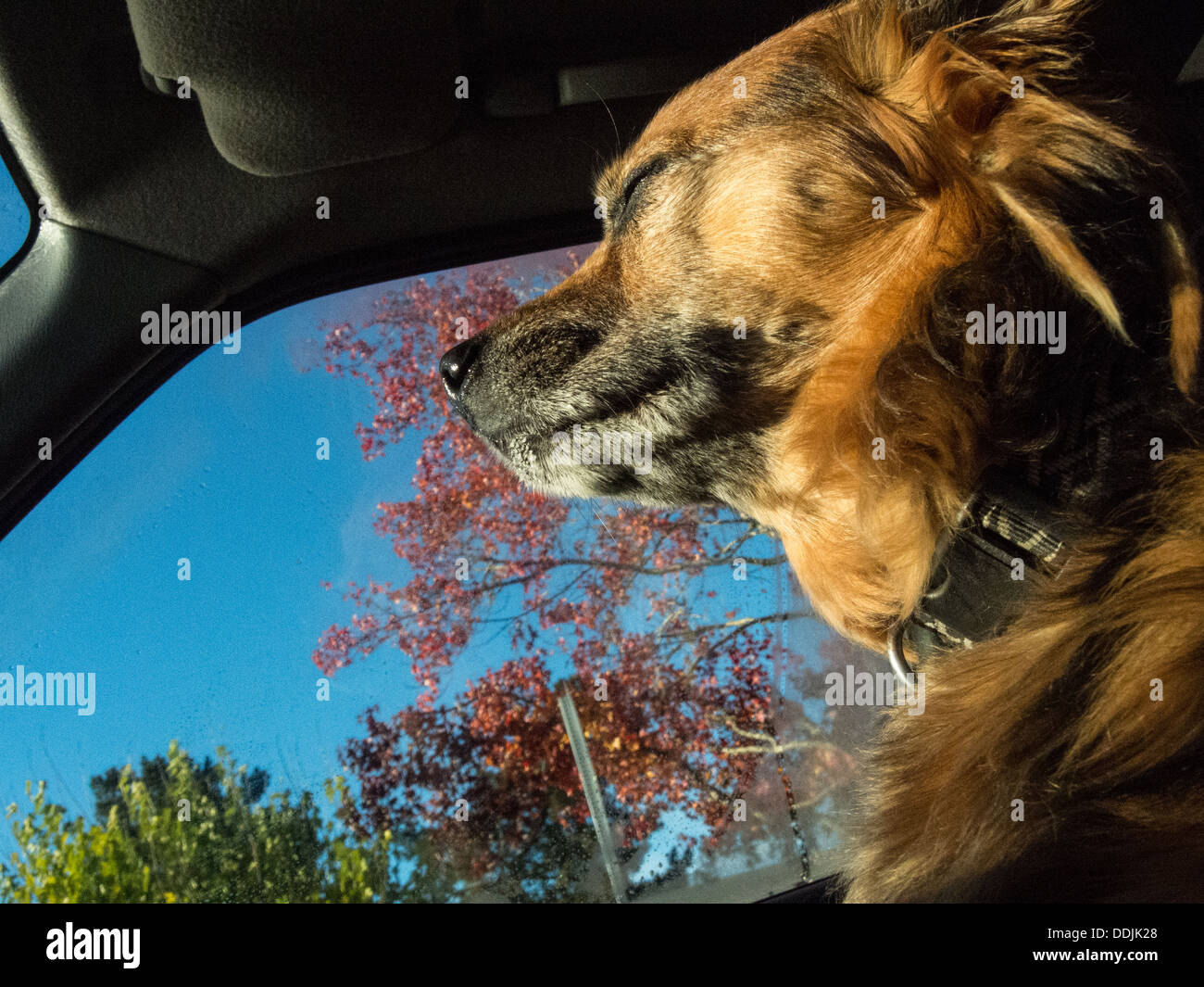 Dog riding in car with eyes closed Stock Photo - Alamy