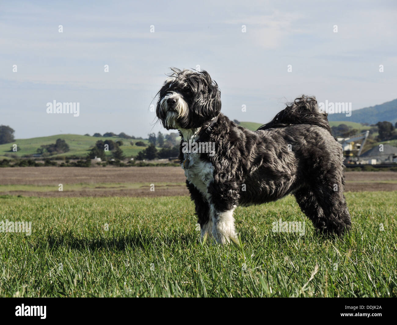 Dog standing in grass field Stock Photo - Alamy