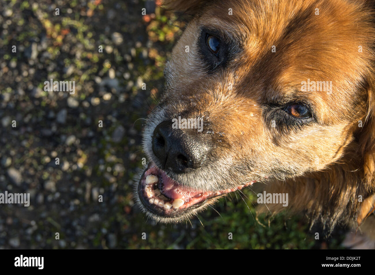 Dog looking up at camera with happy expression on face Stock Photo - Alamy