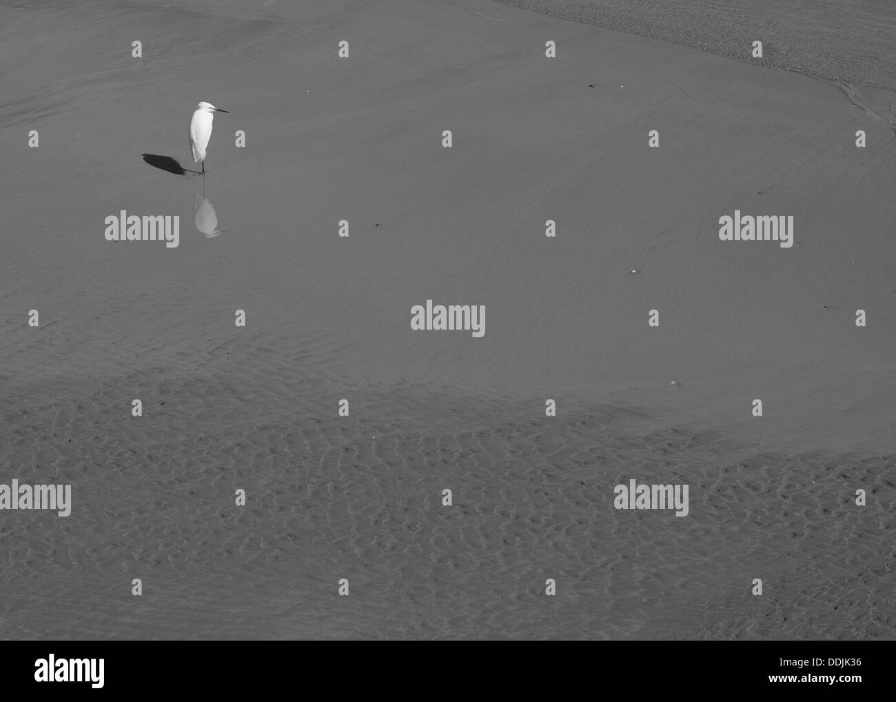 White stork on beach Black and White Stock Photos & Images - Alamy