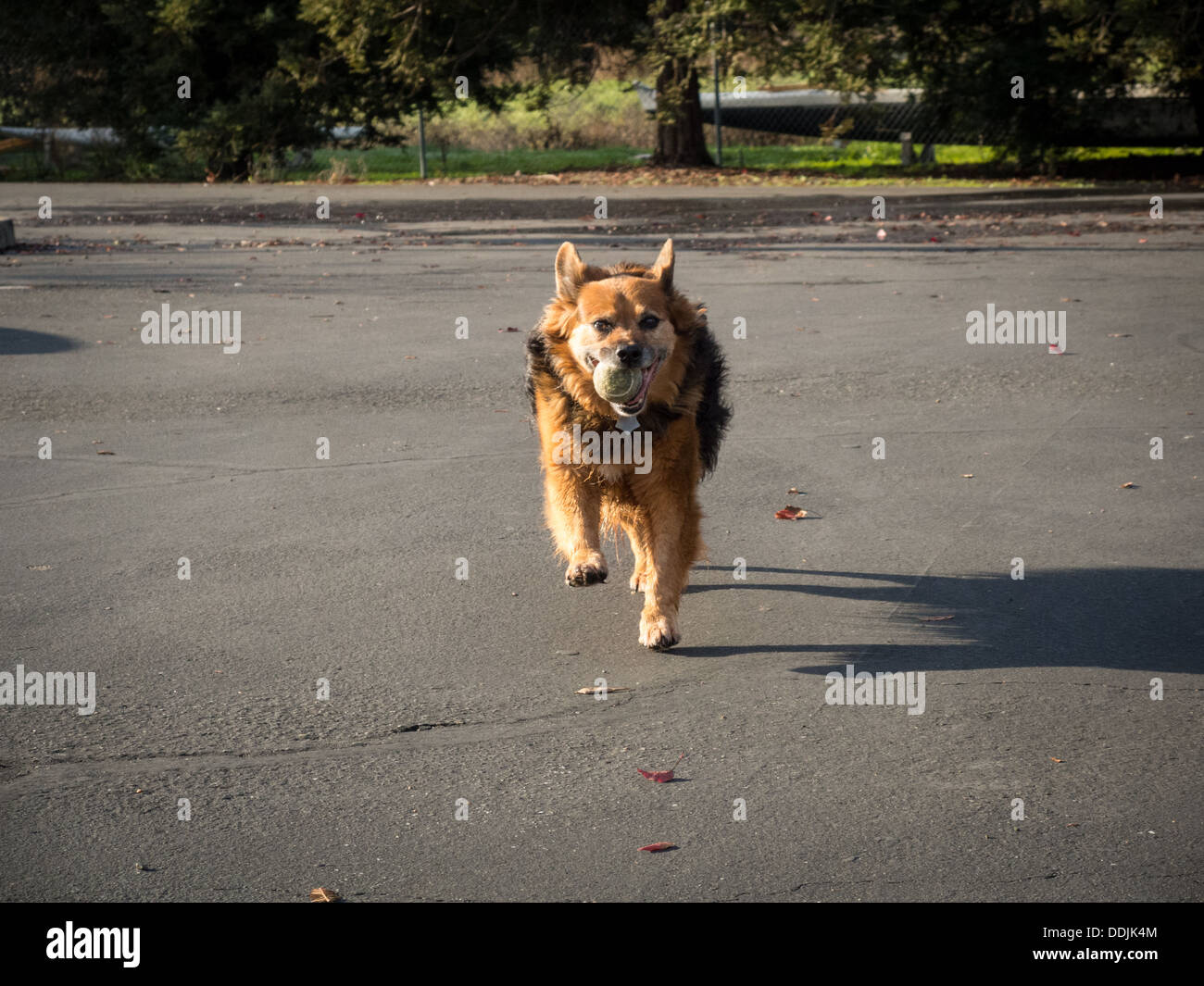 Dog running towards camera with ball in mouth Stock Photo - Alamy