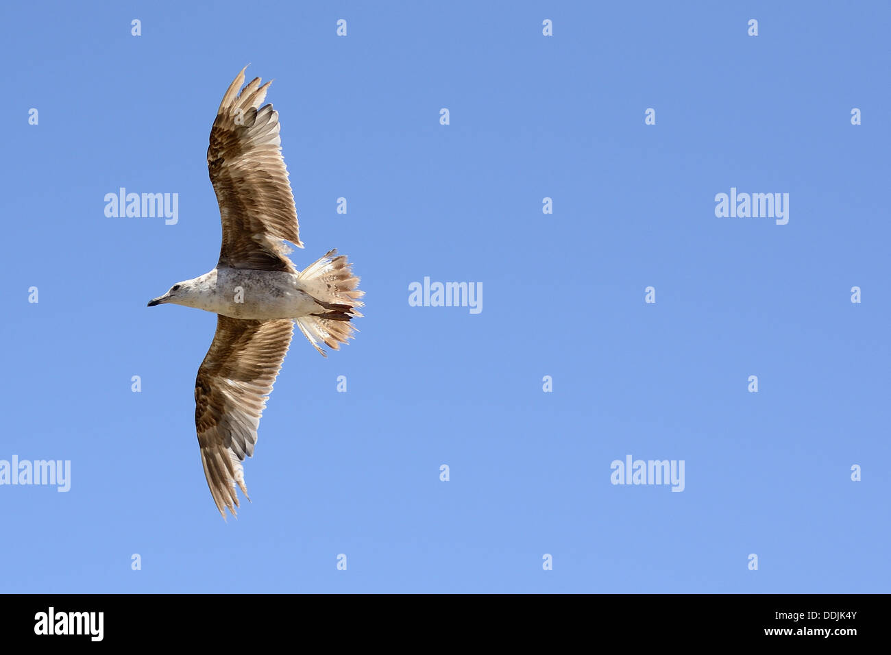 Seagull flying with wings spread fully Stock Photo - Alamy