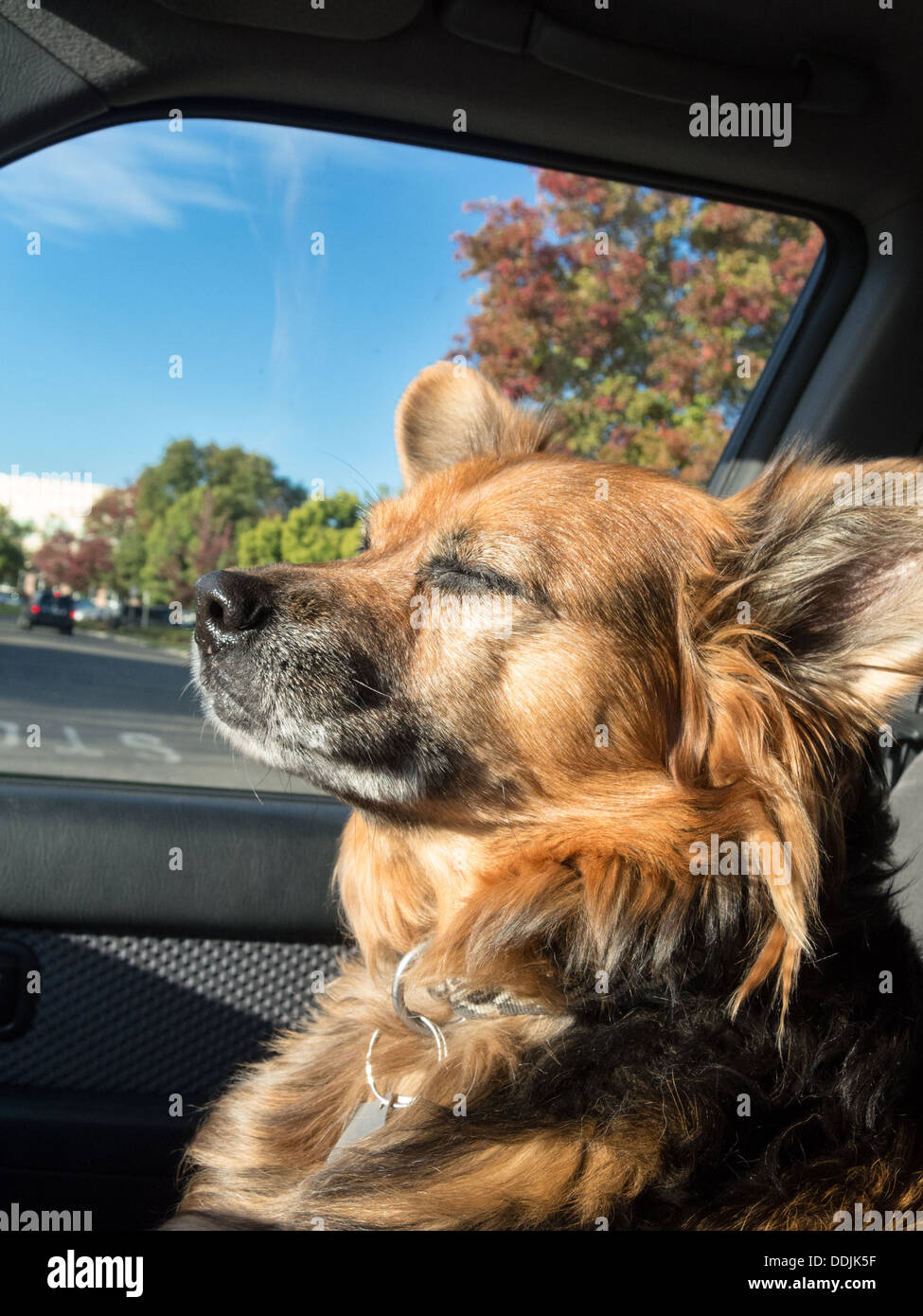 Dog riding in car with eyes closed Stock Photo - Alamy
