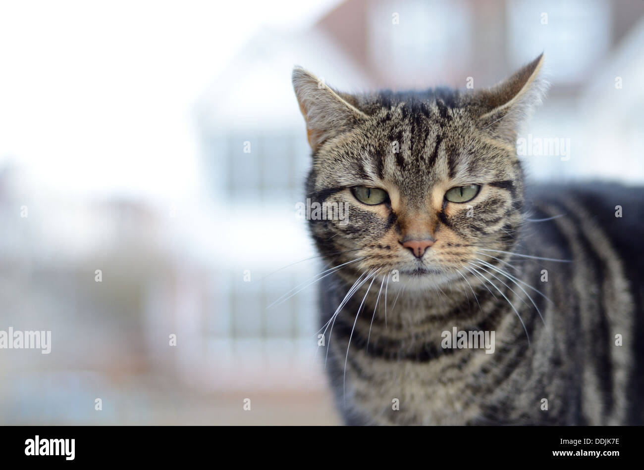 Cat Face Eyes Close up macro zoom shot Stock Photo - Alamy