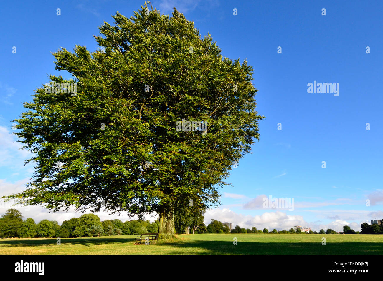 English elm tree field hi-res stock photography and images - Alamy