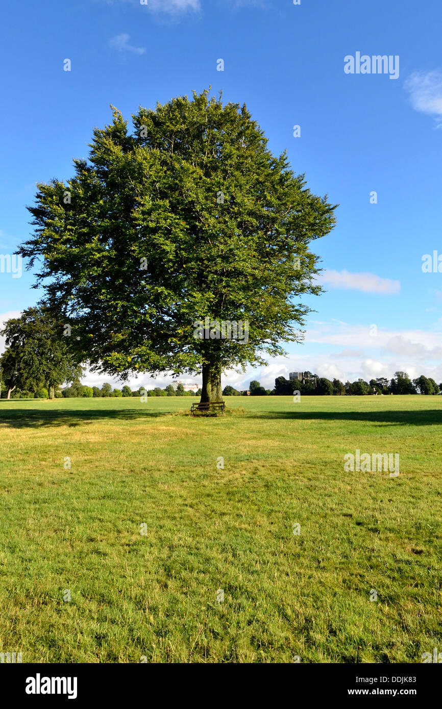 English elm tree field hi-res stock photography and images - Alamy