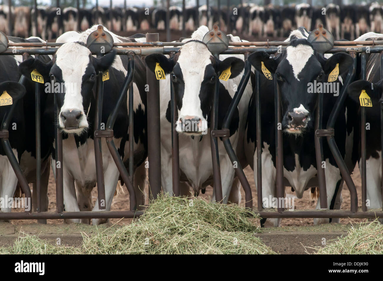 Non dairy cows hi-res stock photography and images - Alamy