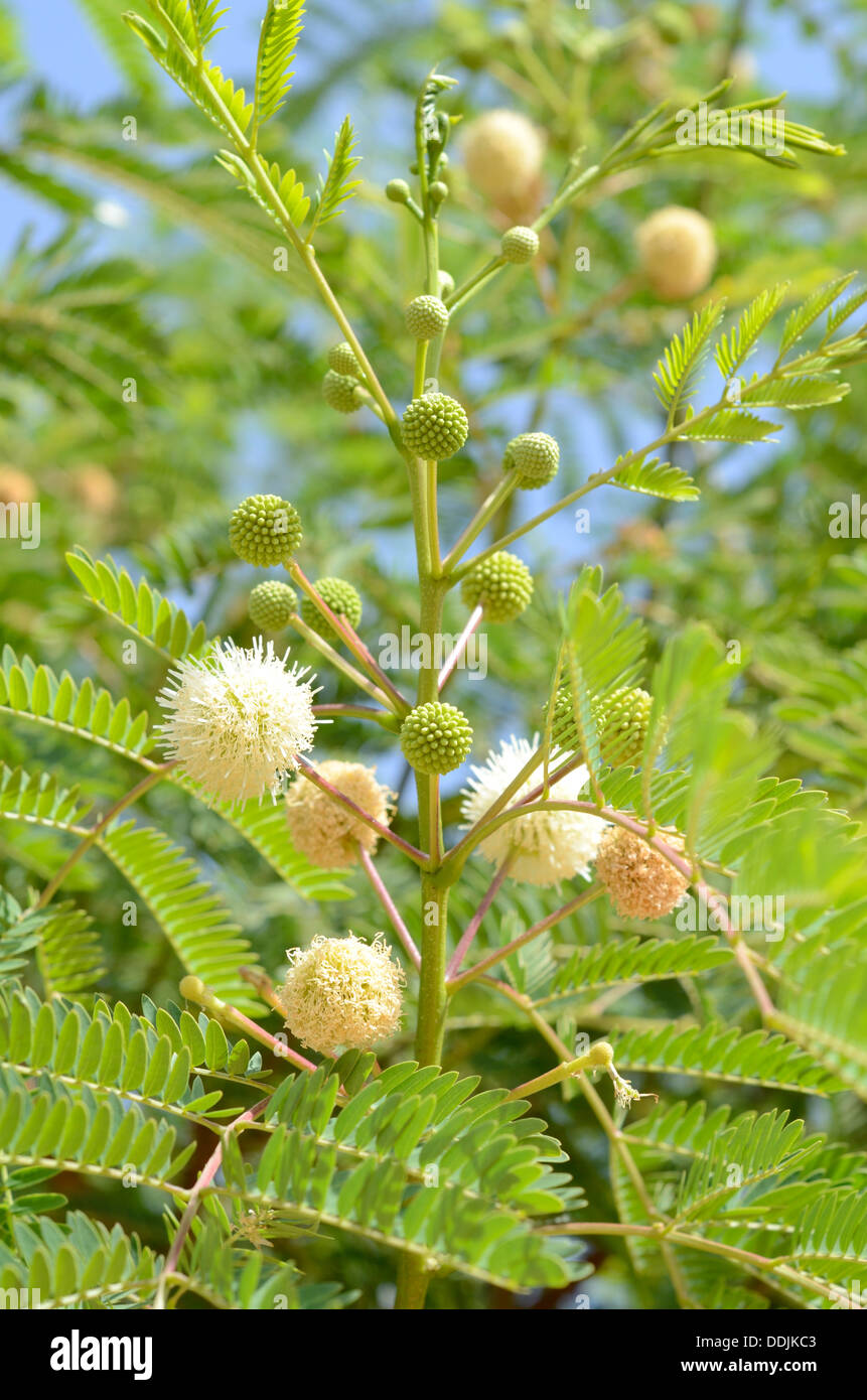 Moroccan fir hi-res stock photography and images - Alamy