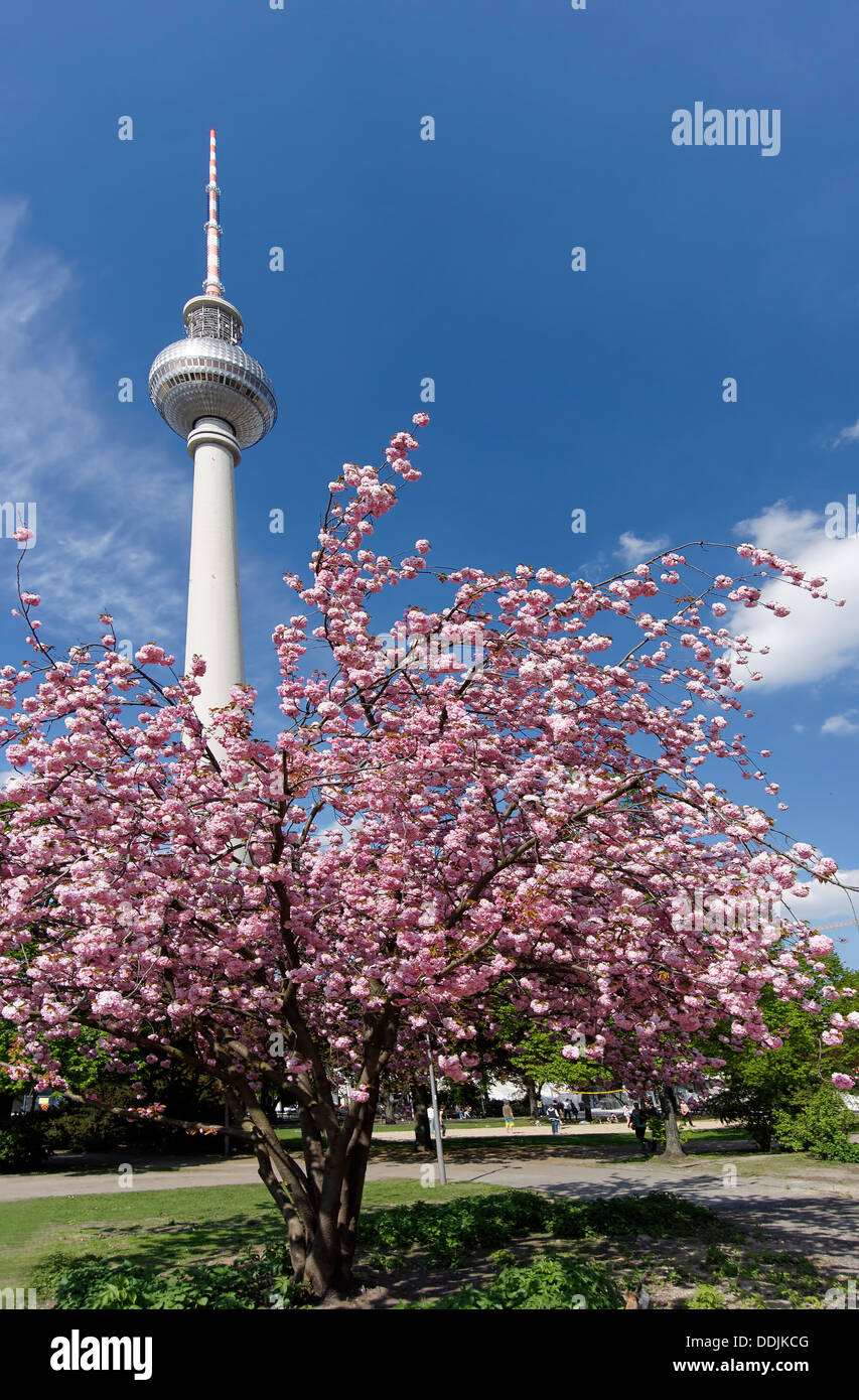 Cherry blossom , Alex, Alexander square, Berlin , Germany Stock Photo ...