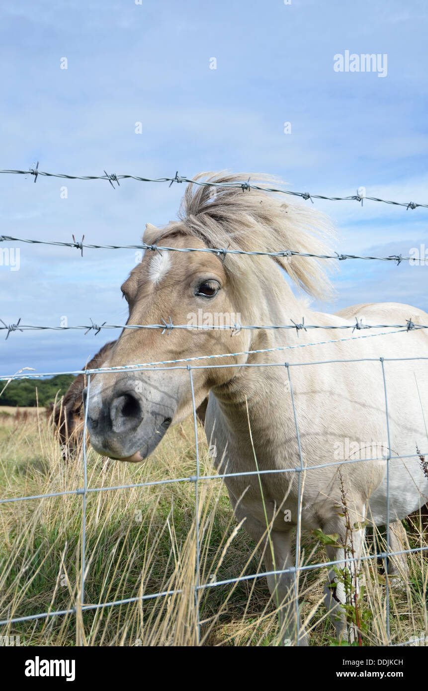 Shetland Pony in a field behind barbed wire England UK Stock Photo - Alamy