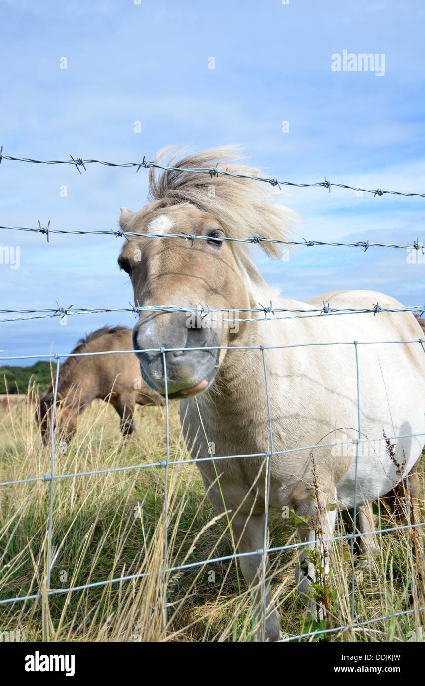 Shetland Pony in a field behind barbed wire England UK Stock Photo - Alamy