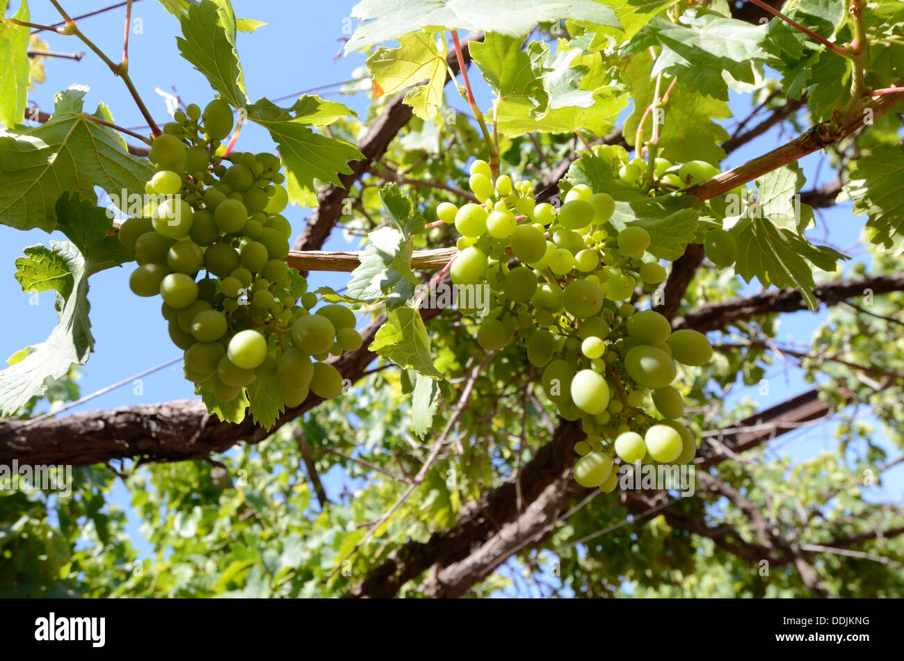 Bunch of grapes on a tree branch with sunny sky above Stock Photo - Alamy