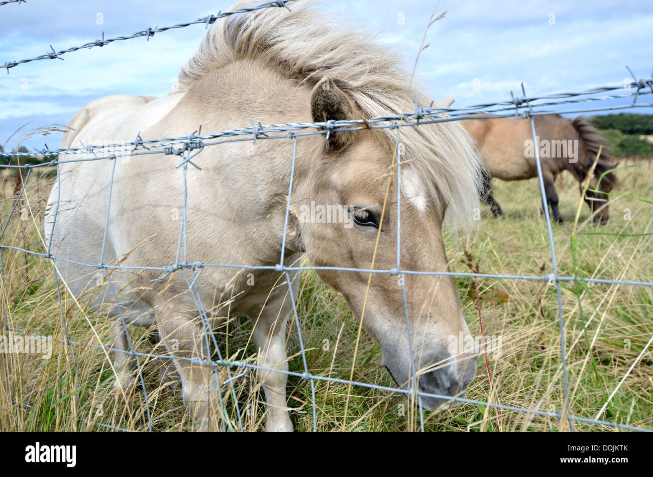 Shetland Pony in a field behind barbed wire England UK Stock Photo - Alamy