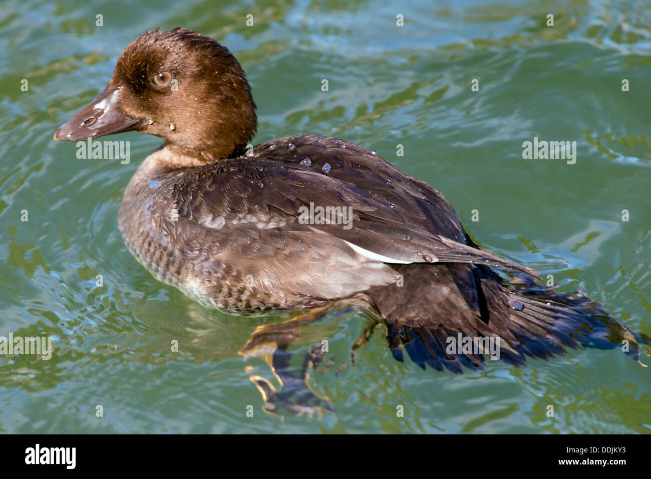 Juvenile Tufted Duck Stock Photo - Alamy