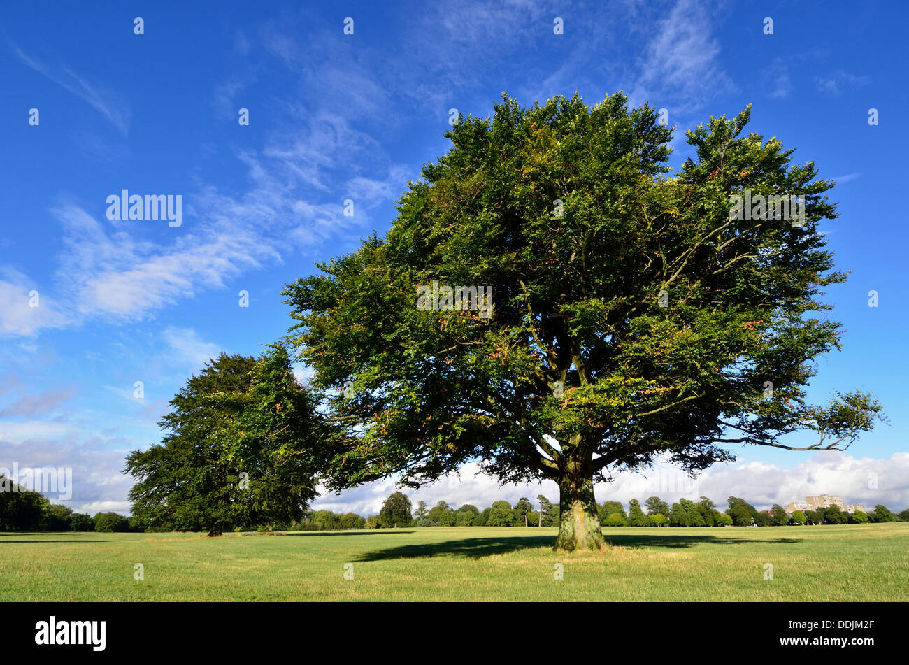 English elm tree field hi-res stock photography and images - Alamy