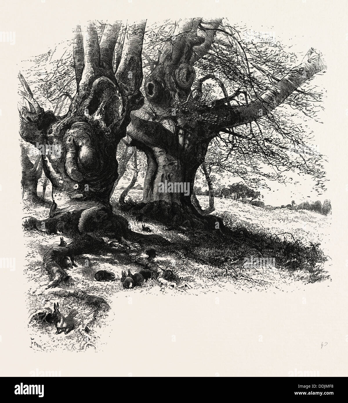 THE FOREST SCENERY OF GREAT BRITAIN: BURNHAM BEECHES, UK, britain ...