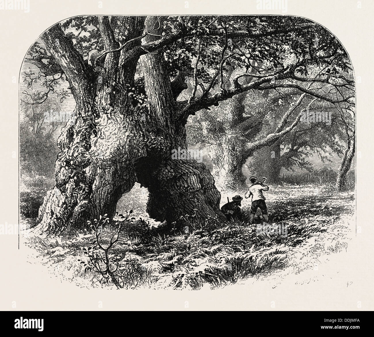 Needwood forest hi-res stock photography and images - Alamy