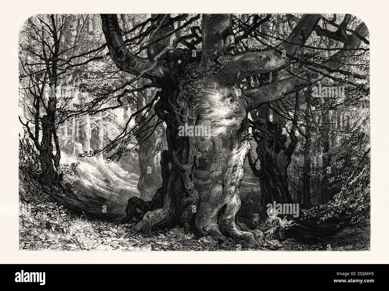 Historic beeches hi-res stock photography and images - Alamy